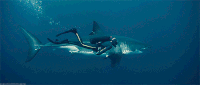 Diver GIFs - Get the best gif on GIFER