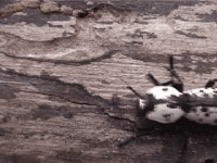 Beetle GIFs - Get the best gif on GIFER