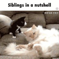Siblings GIFs - Get the best gif on GIFER