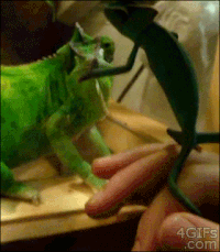 Iguana GIFs - Get the best gif on GIFER