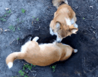 Digging GIFs - Get the best gif on GIFER