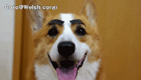 Welsh GIFs - Get the best gif on GIFER