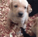 Yellow lab puppy GIF - Conseguir o melhor gif em GIFER
