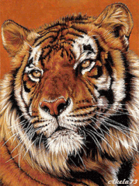 Tiger GIFs - Get the best gif on GIFER