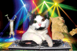 Cat fun GIF - Conseguir o melhor gif em GIFER