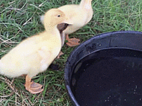 Duck GIFs - Get the best gif on GIFER