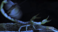 17 Funny Scorpion Fall Gifs Barnorama Scorpion Dagger GIFs On GIPHY