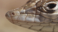 Lizard GIFs - Get the best gif on GIFER