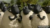 Sheep GIFs - Get the best gif on GIFER