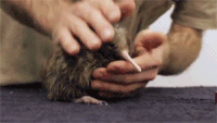 Kiwi GIFs - Get the best gif on GIFER
