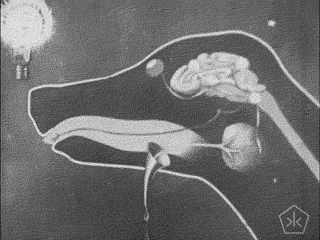 Conditioned reflexes GIF - Conseguir el mejor gif en GIFER
