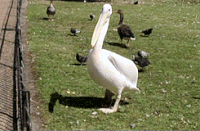 Pelican GIFs - Get the best gif on GIFER