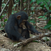 Chimpanzees GIFs - Get the best gif on GIFER