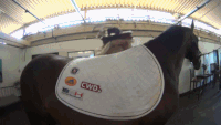 Saddle GIFs - Get the best gif on GIFER