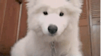 Intrigued GIFs - Get the best gif on GIFER