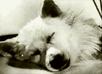 Organism GIFs - Get the best gif on GIFER