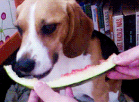 Beagle GIFs - Get the best gif on GIFER