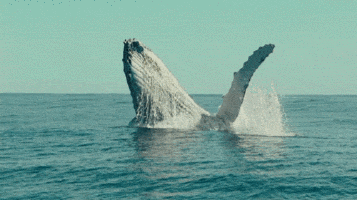 Blue whale GIF - Conseguir o melhor gif em GIFER