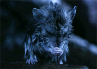 Grasshopper GIFs - Get the best gif on GIFER