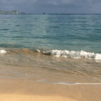 Aloha from hawaii GIFs - Get the best gif on GIFER