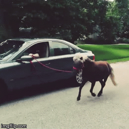 Minihorse GIF - Conseguir o melhor gif em GIFER