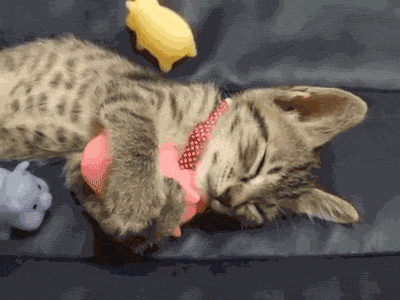 Cats sleeping GIF - Conseguir o melhor gif em GIFER