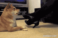 Mimic GIFs - Get the best gif on GIFER