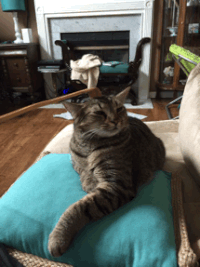 Forme GIFs - Obtenez le meilleur gif sur GIFER