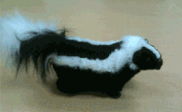 Skunk GIF - Conseguir o melhor gif em GIFER