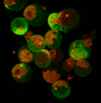 Dissecting microscope GIFs - Obtenez le meilleur gif sur GIFER