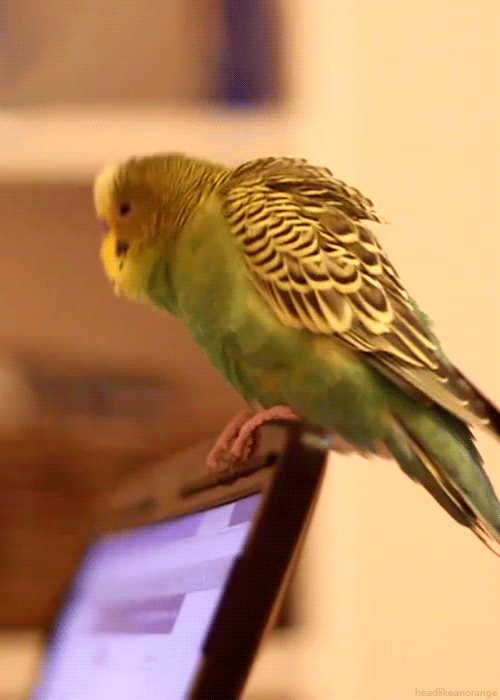 Parakeet GIFs - Get the best gif on GIFER