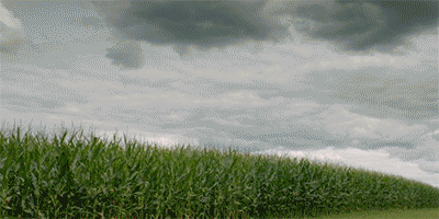Cornfield GIFs - Get the best gif on GIFER