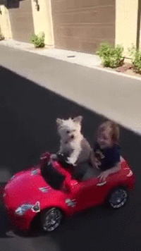 Drivers GIFs - Get the best gif on GIFER