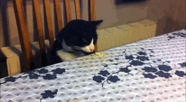 Anoying GIFs - Get the best gif on GIFER