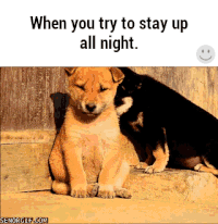 All GIFs - Get the best gif on GIFER