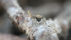 Courtship display GIF - Conseguir o melhor gif em GIFER