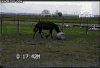 Tak GIFs - Get the best gif on GIFER