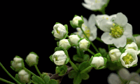 Botanica GIFs - Get the best gif on GIFER