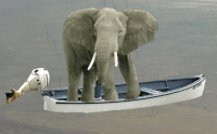 Elephant GIFs - Get the best gif on GIFER