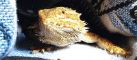 Dany and her dragons GIF - Conseguir o melhor gif em GIFER