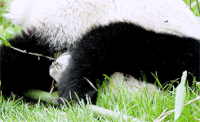 Bamboo GIFs - Get the best gif on GIFER