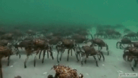 Crabs GIFs - Get the best gif on GIFER