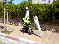 Stroll GIFs - Get the best gif on GIFER