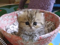 Persians GIFs - Get the best gif on GIFER