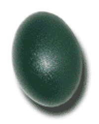 Эму GIFs - Get the best gif on GIFER