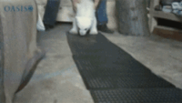 Dawwww GIFs - Get the best gif on GIFER