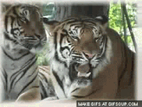 Tiger GIFs - Get the best gif on GIFER
