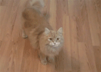 Fixed GIFs - Get the best gif on GIFER