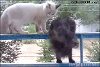Railings GIFs - Get the best gif on GIFER