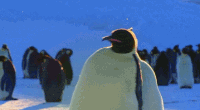 Waddles GIFs - Get the best gif on GIFER